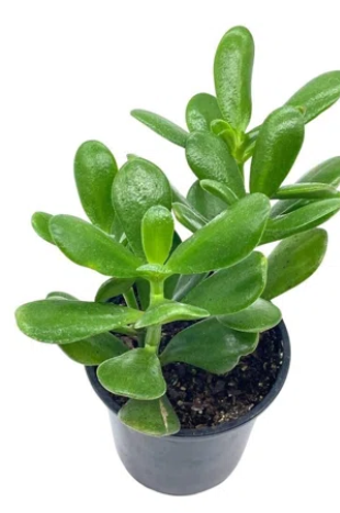 Jade Plant – Juniper Tree Market